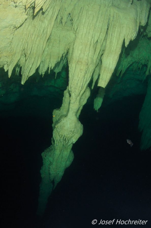 Cenote Kin Ha | Cenote Adventures | Grottentauchen in Mexiko